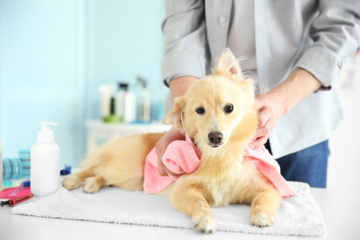 Common Questions Before Purchasing Your k9 Dryer – K-9 Dryers