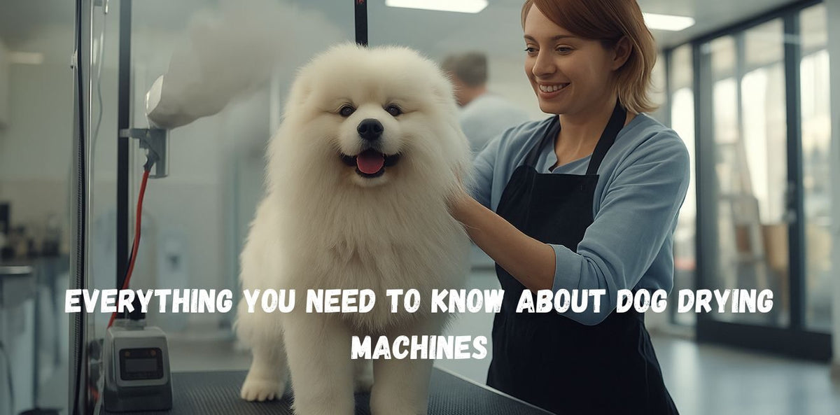 Everything You Need To Know About Dog Drying Machines: How They Work ...